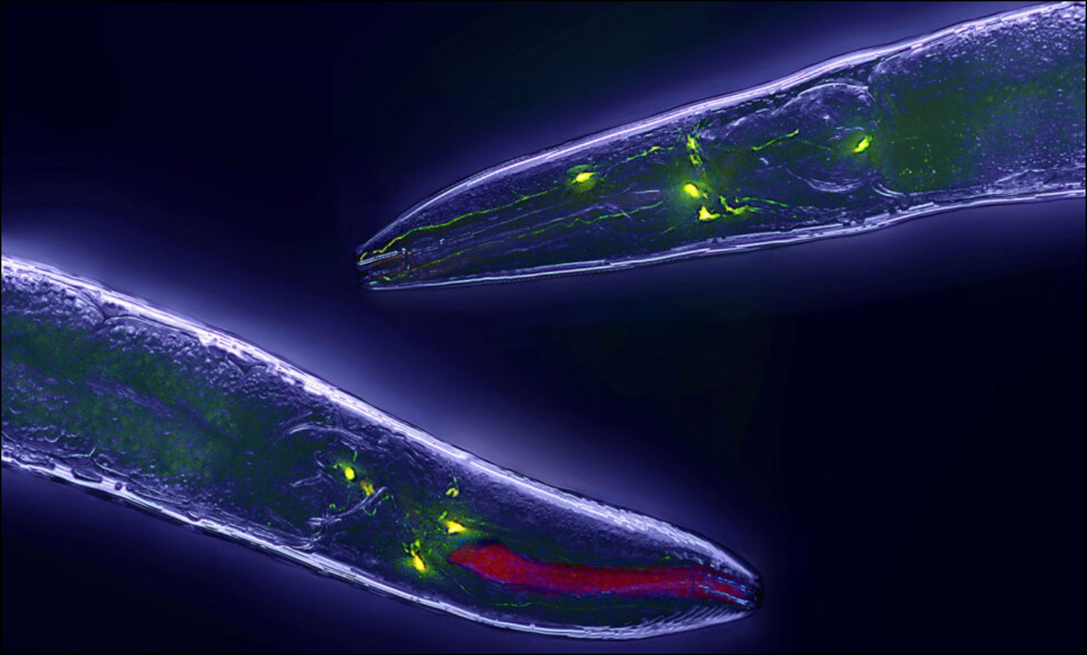 Science Corner - Liquid Neural Network | Notre Dame School