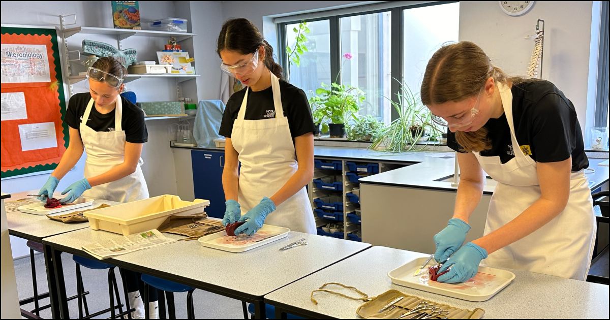Year 13 Kidney Dissection | Notre Dame School